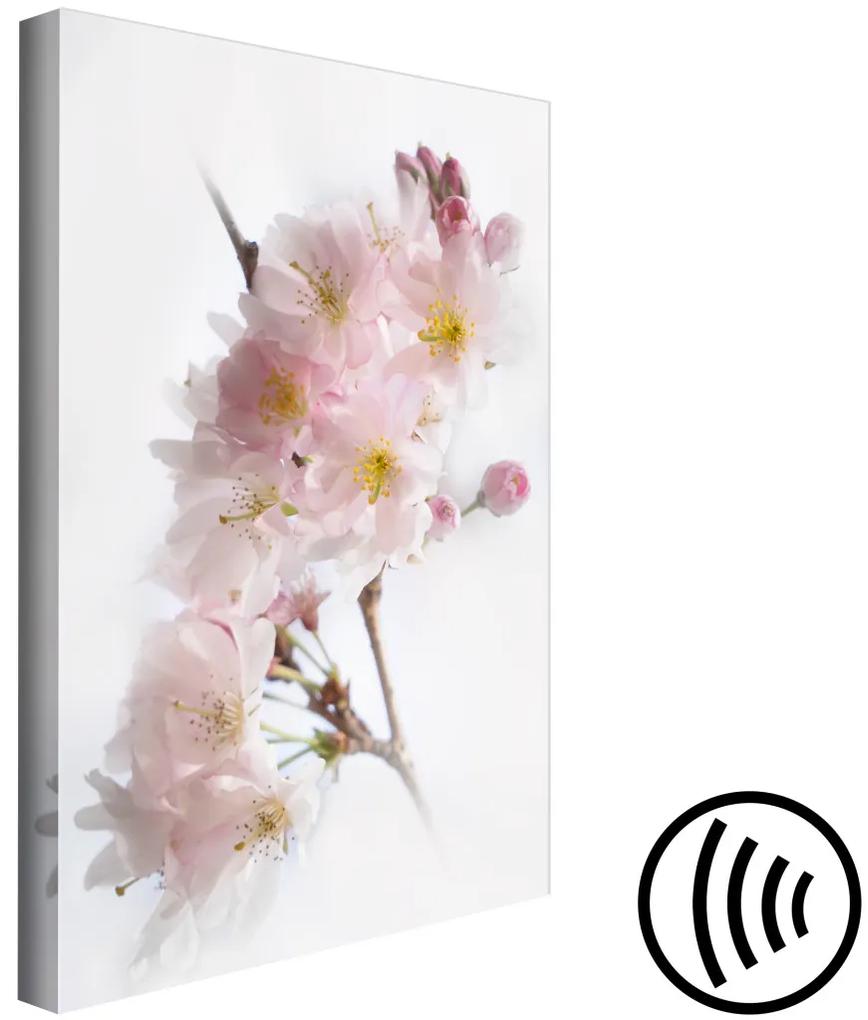 Obraz Kvete jaro (1-dílný) - květ třešně v akvarelovém podání