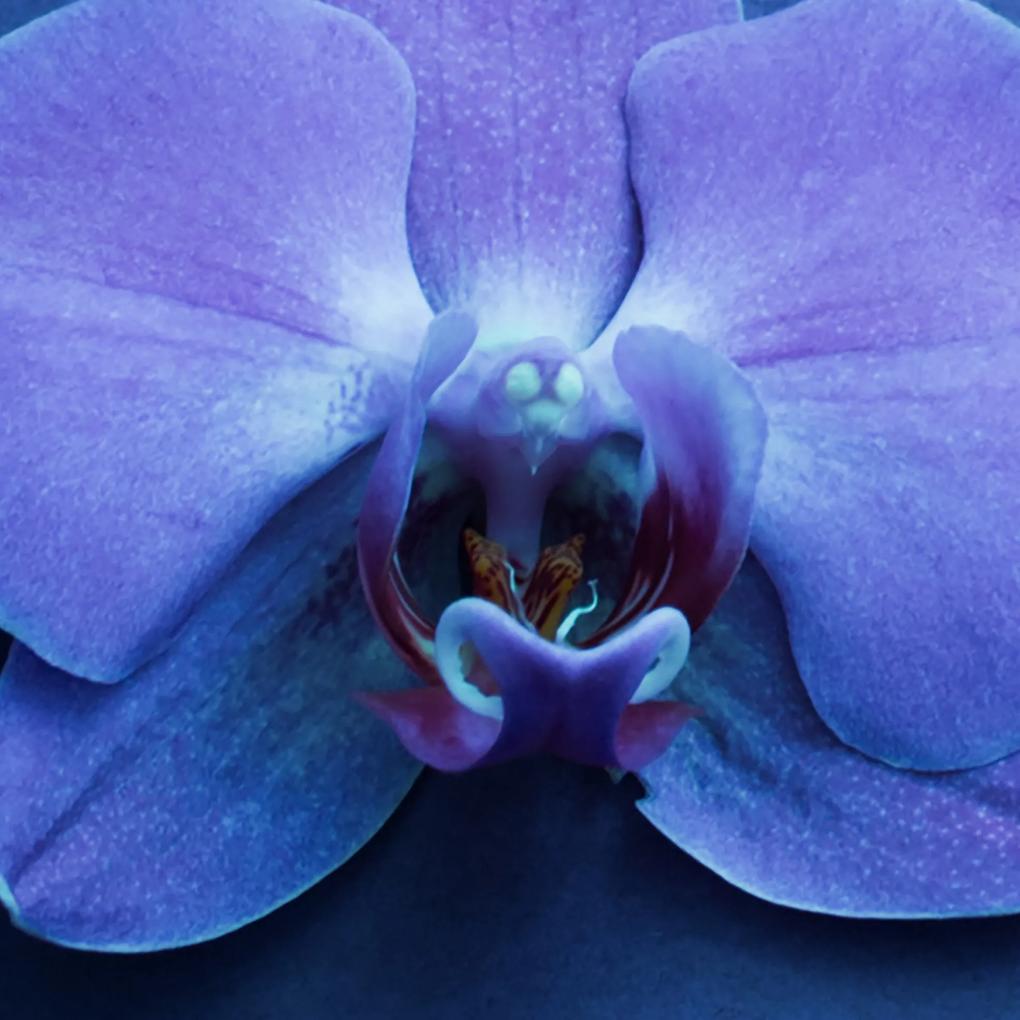 Malvis ® Tapeta Orchidej tmavá modrá Vel. (šířka x výška): 216 x 140 cm