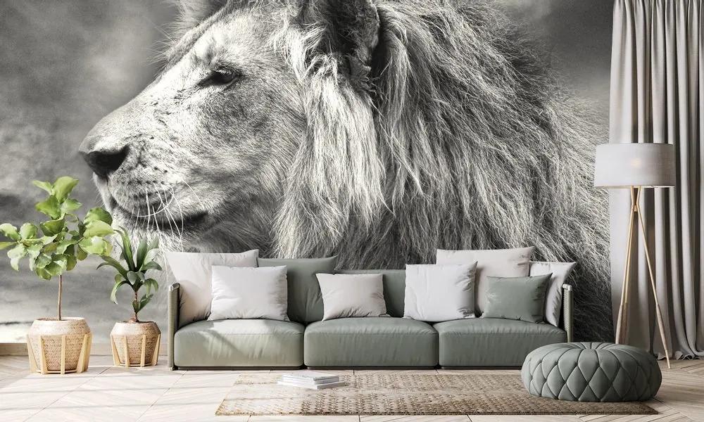 Samolepící tapeta africký lev v černobílém provedení - 150x100 cm
