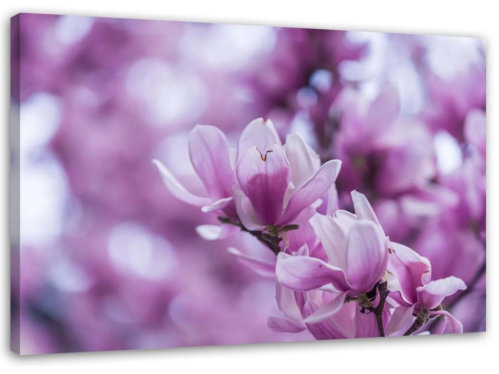 Gario Obraz na plátně Květy magnólie Rozměry: 60 x 40 cm