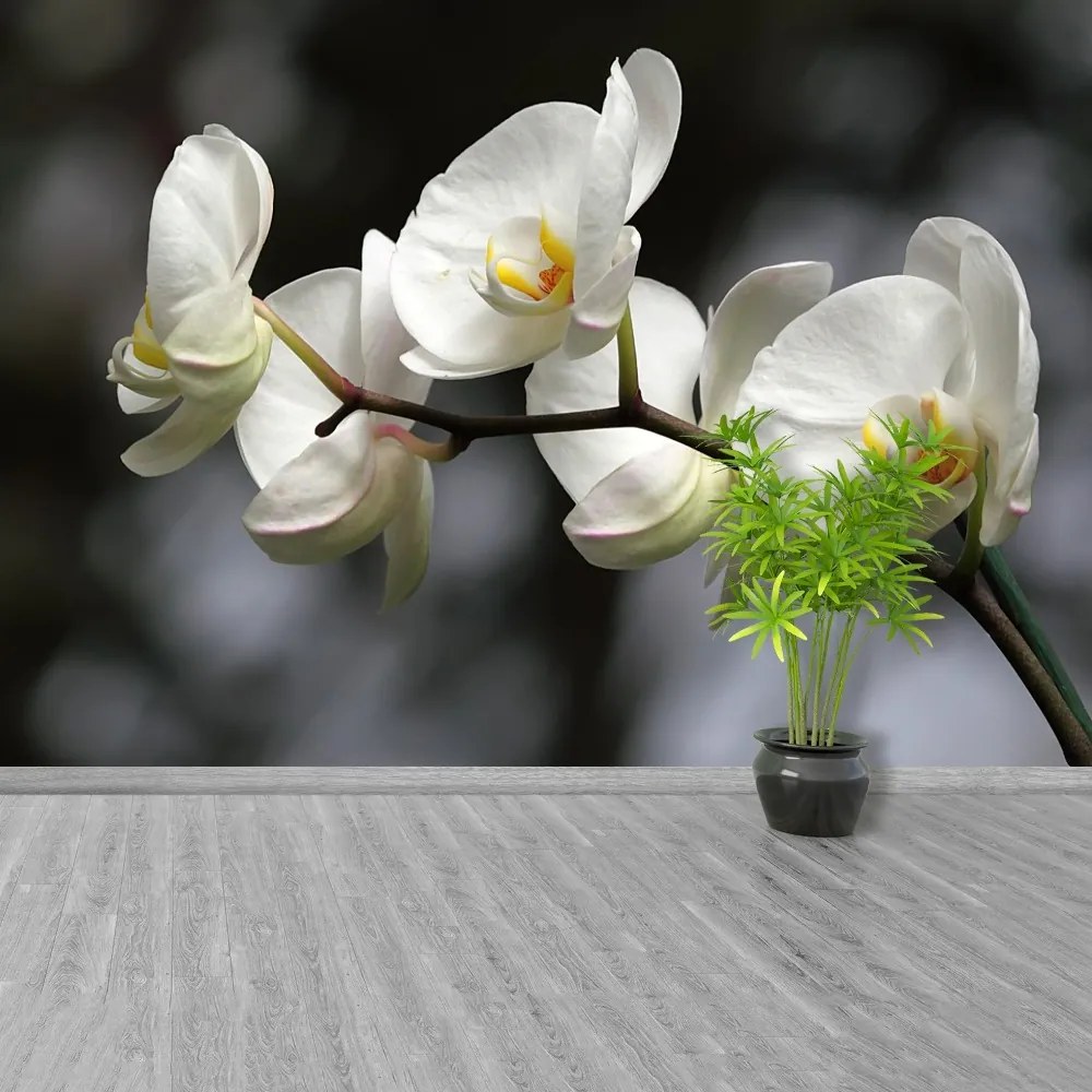 Fototapeta Bílá orchidej 104x70