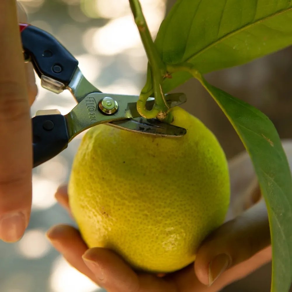 Sklízecí nůžky FELCO 320