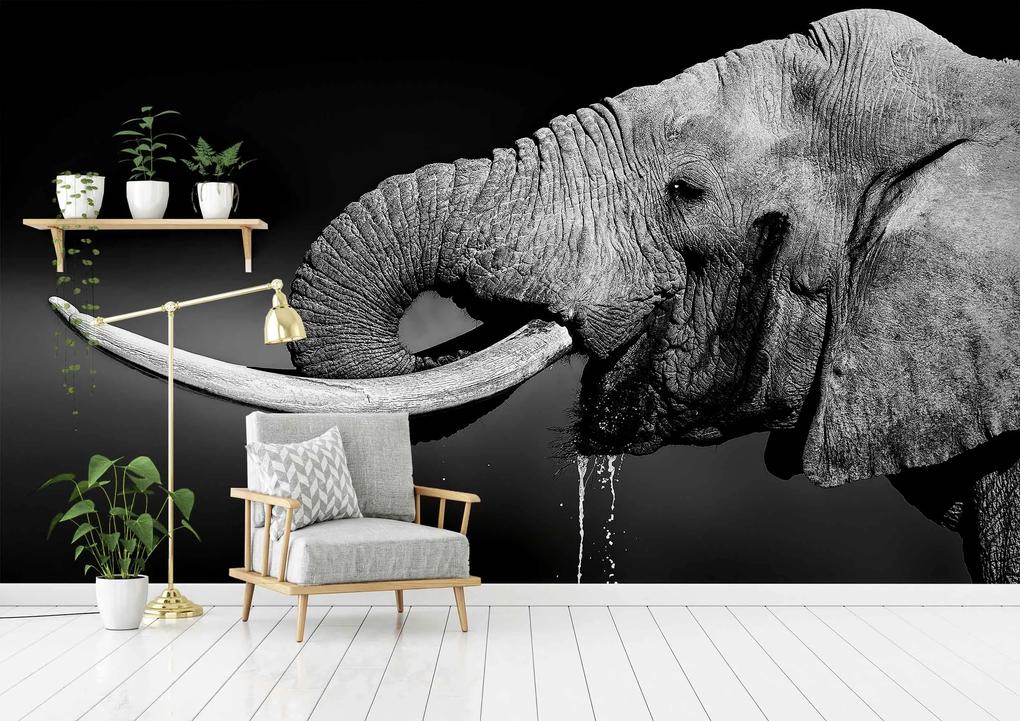 Malvis ® Tapeta Pijící slon Vel. (šířka x výška): 360 x 260 cm