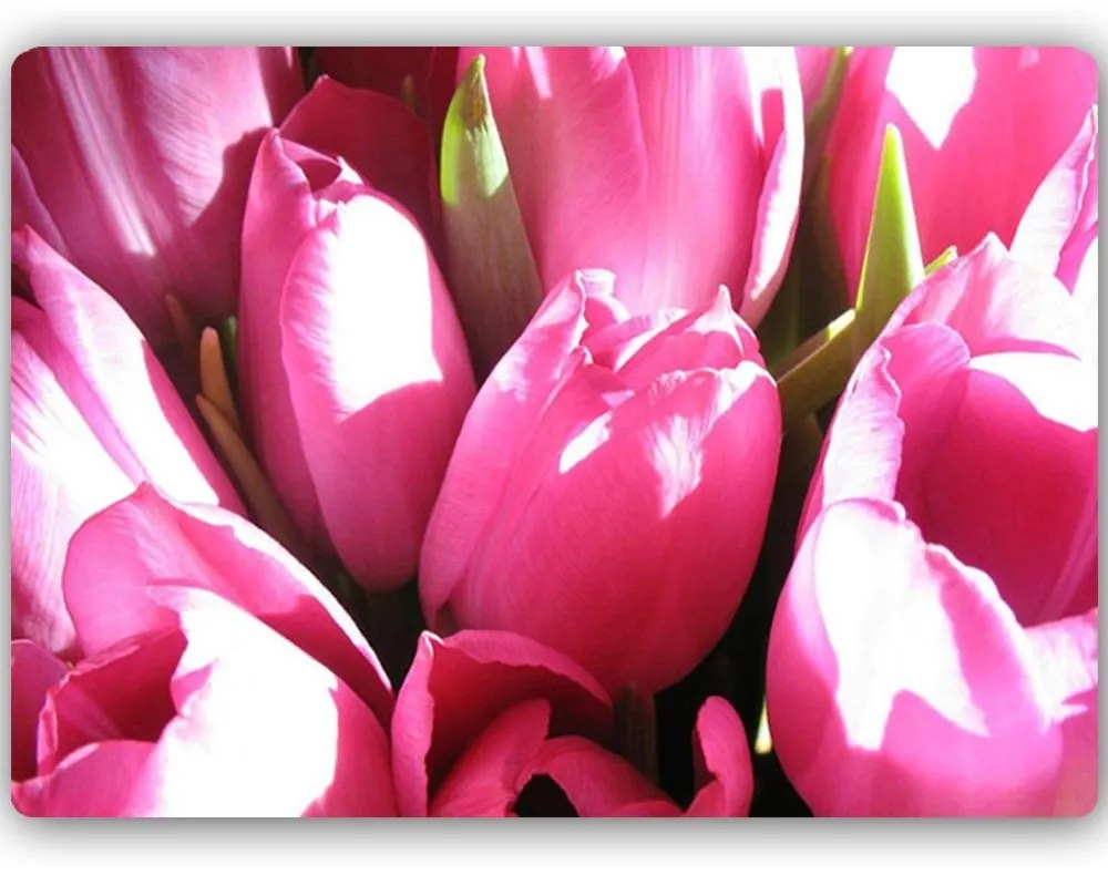 CARO Kovový obraz - Pink Tulips 2 40x30 cm