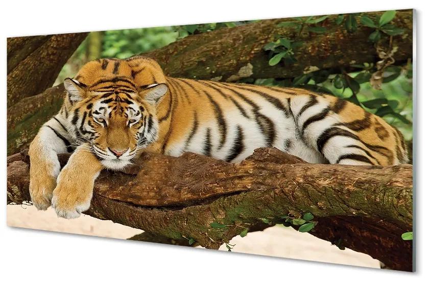 Obraz na skle tiger tree 100x50 cm
