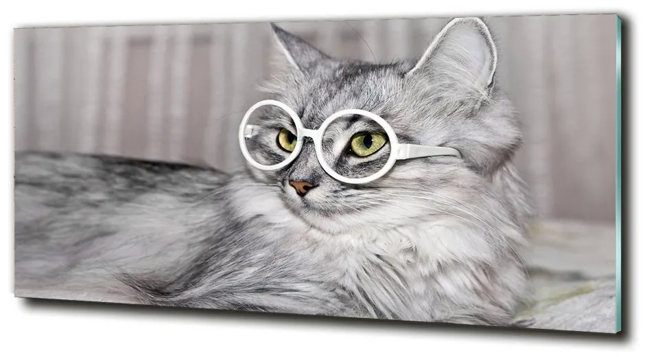 Wallmuralia Fotoobraz na skle Kočka v brýlích 125x50 cm