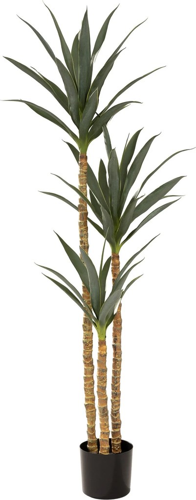 Juka v květináči 160 cm