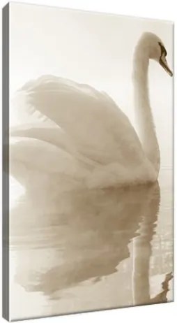 Tištěný obraz Jemná labuť 20x30cm 1280A_1S