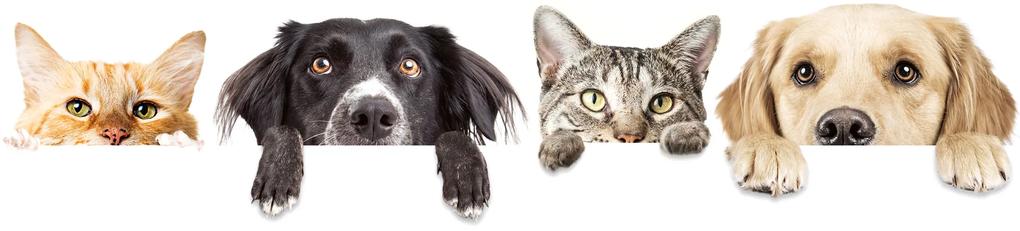 DIMEX | Fototapeta do kuchyně Kočky a psi KI-180-175 | 180 x 60 cm | bílá, šedá, černá, béžová