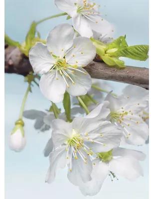 Fototapeta Komar, motiv květiny , bílo-zeleno-hnědá