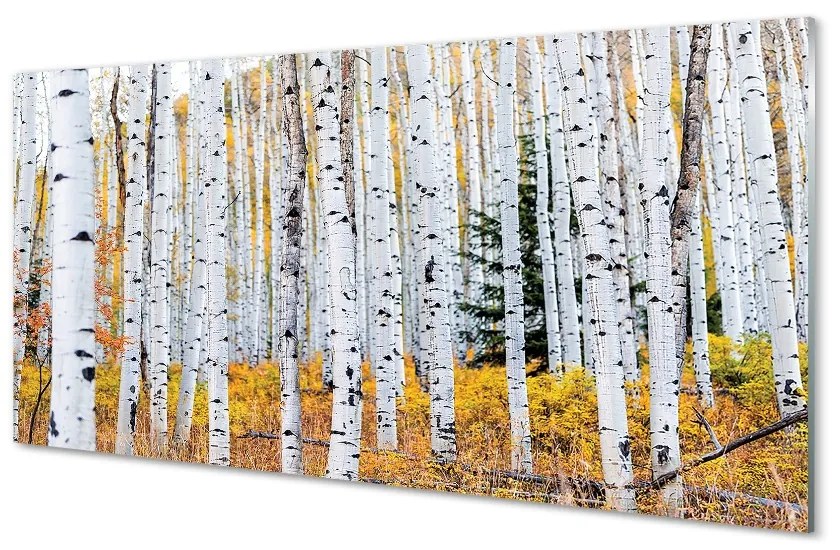 Obraz na skle podzimu bříza 140x70 cm