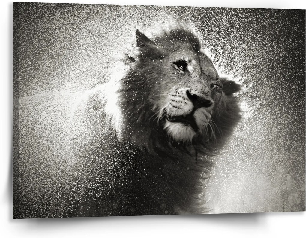 Obraz SABLO - Mokrý lev 50x50 cm