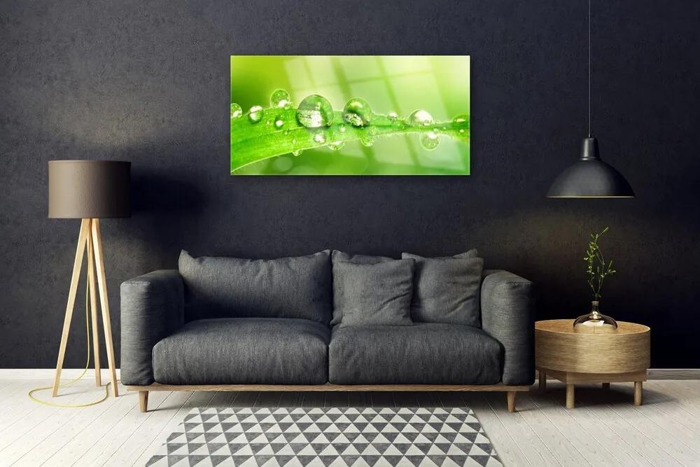 Obraz na skle List Kapky Rosa Rostlina 125x50 cm