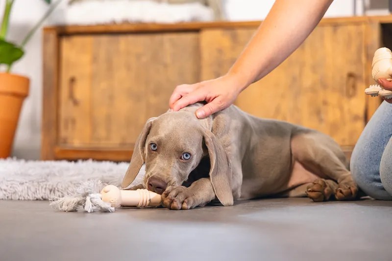 Beeztees Gumová hračka na kousání Sumo Fit růžová