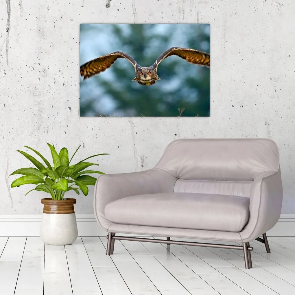 Skleněný obraz - Sova při letu (70x50 cm)