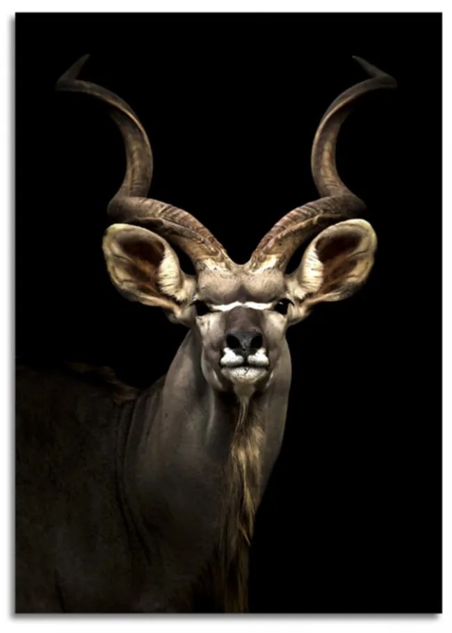Obraz na skle - Styler Antelope 70x100 cm