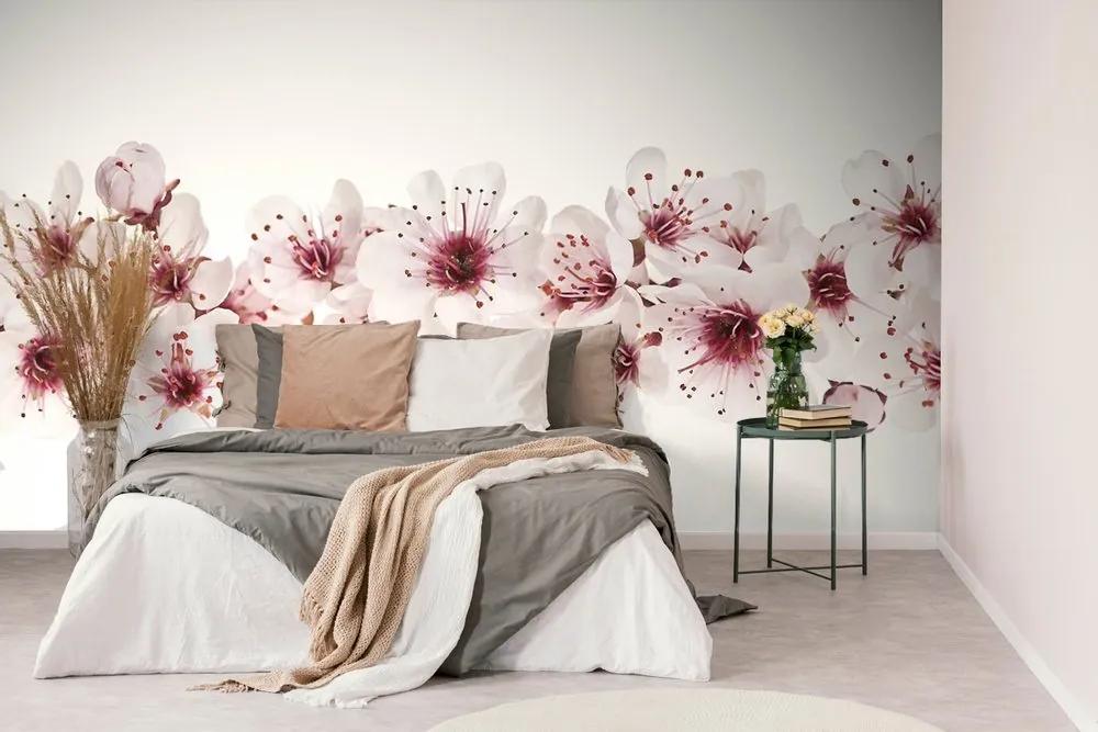 Samolepící tapeta třešňové květiny - 450x300 cm