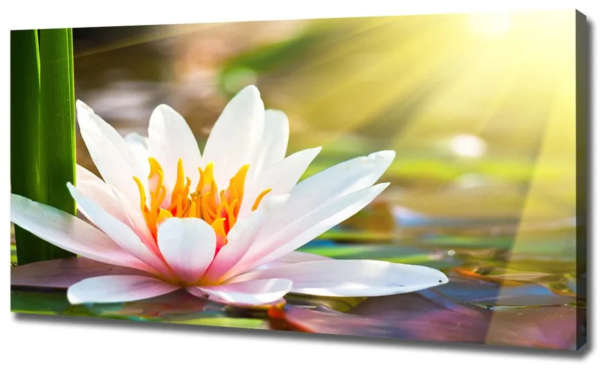Wallmuralia Foto obraz na plátně do obýváku Vodní lilie 120x60 cm