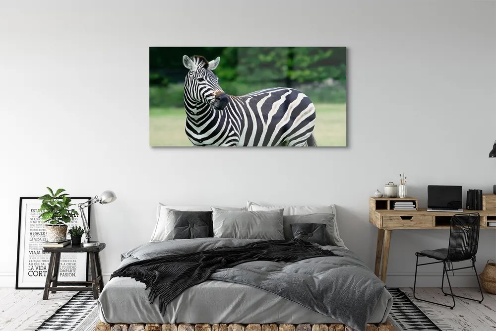 akrylový obraz Zebra box 140x70 cm