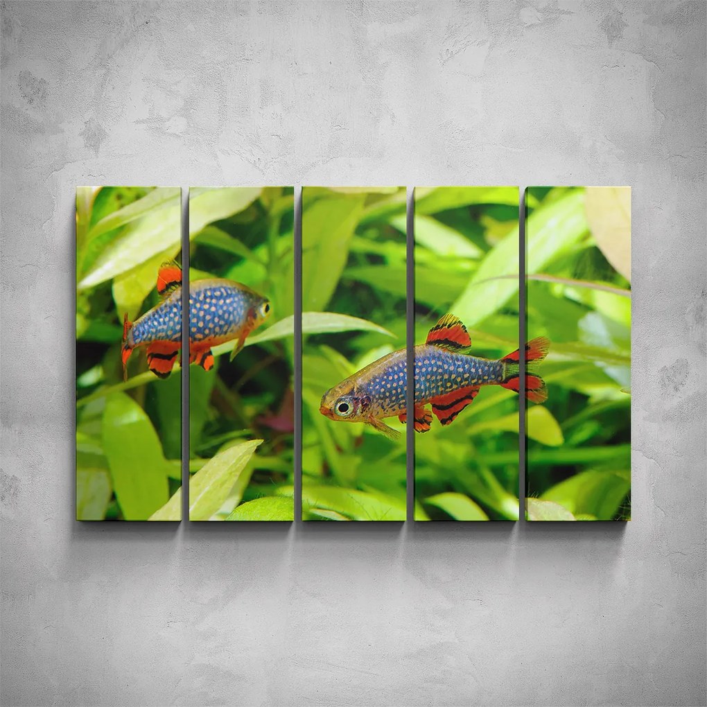 5-dílný obraz - Akvarijní rybičky - PopyDesign