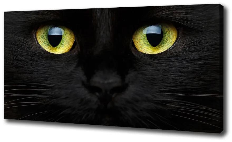 Wallmuralia Foto obraz na plátně Kočičí oči 100x50