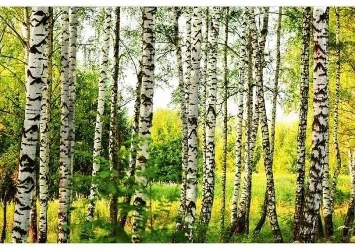 DIMEX | Samolepicí vliesová fototapeta na zeď Březový les MA-5-0094 | 375 x 250 cm | zelená, bílá, černá