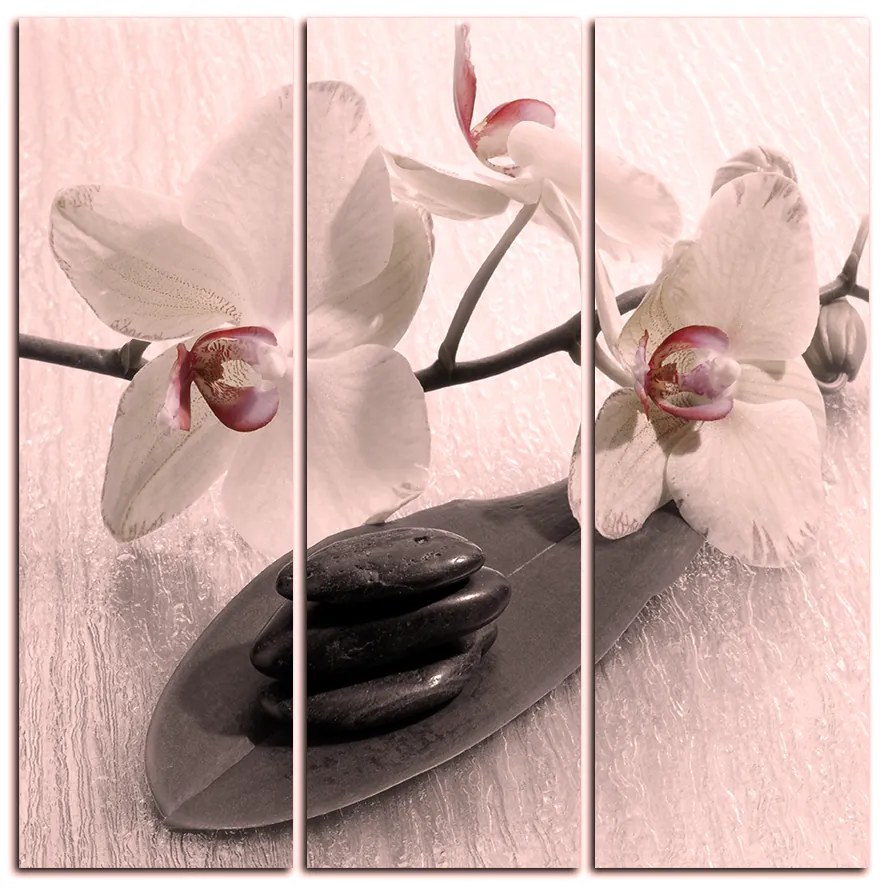 Obraz na plátně - Květy orchideje - čtverec 362FB (105x105 cm)