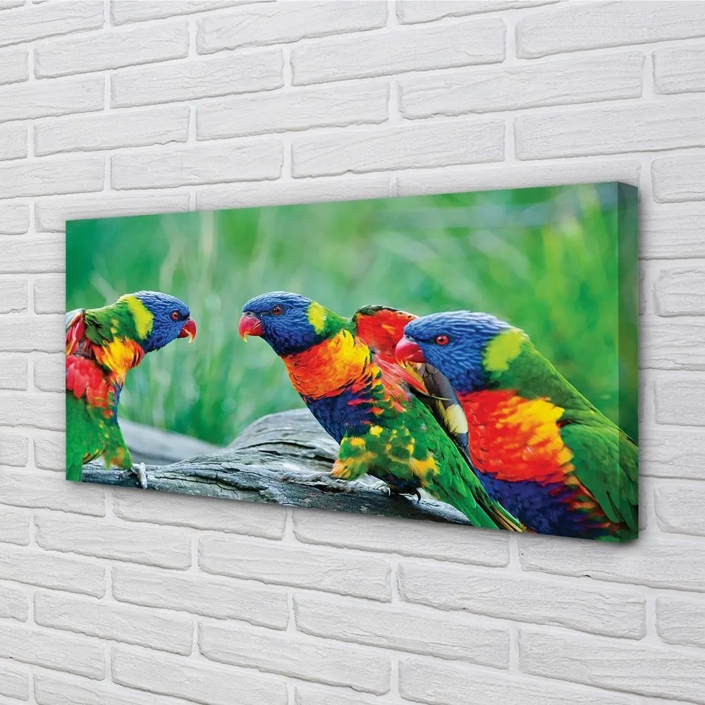 Obrazy na plátně Barevný papoušek stromu 140x70 cm