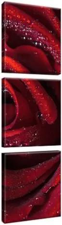 Tištěný obraz Bordová růže 30x90cm 2047A_3V