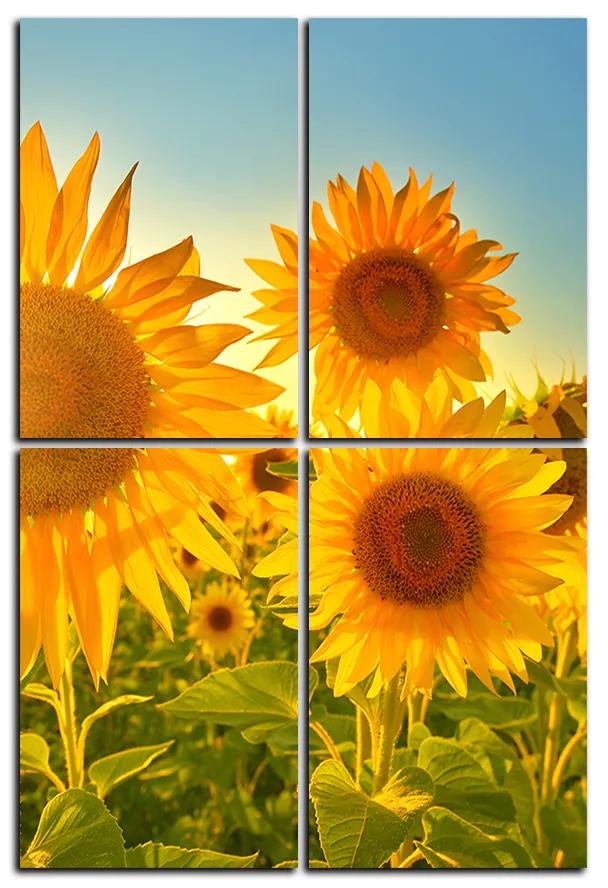 Obraz na plátně - Slunečnice v létě  - obdélník 7145D (120x80 cm)