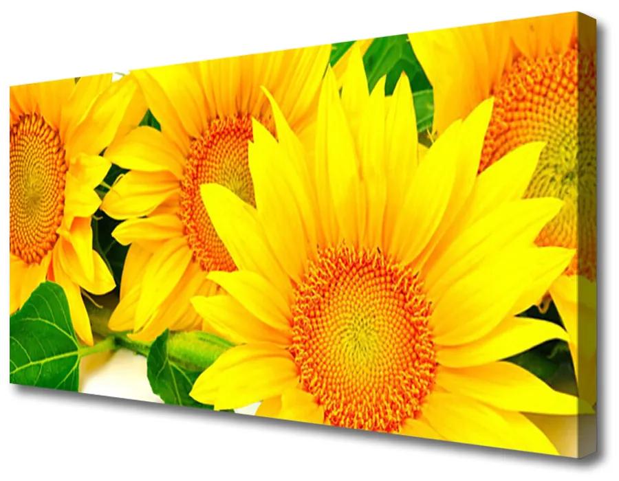 Obraz na plátně Slunečnice Květ Příroda 140x70 cm