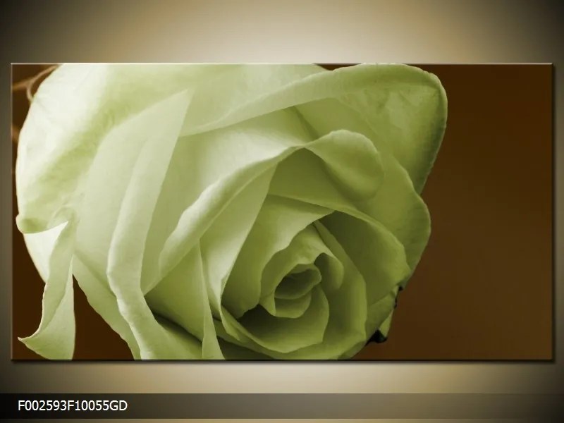 Obraz zelené růže (), 40 dalších rozměrů