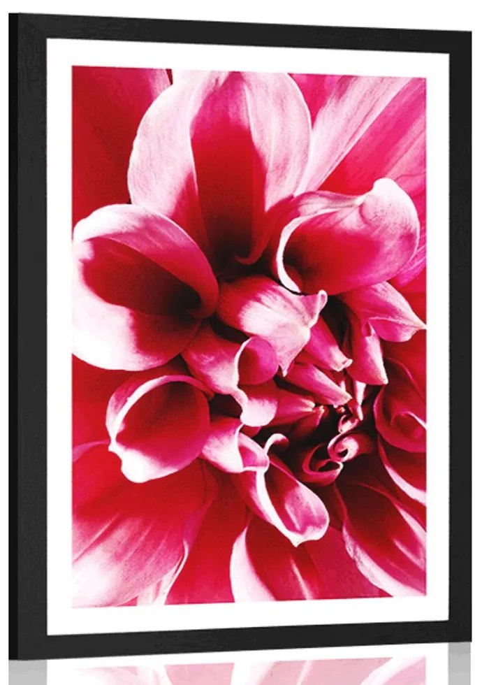 Plakát s paspartou růžový květ
