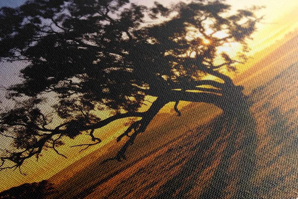 Obraz osamělý strom při západu slunce