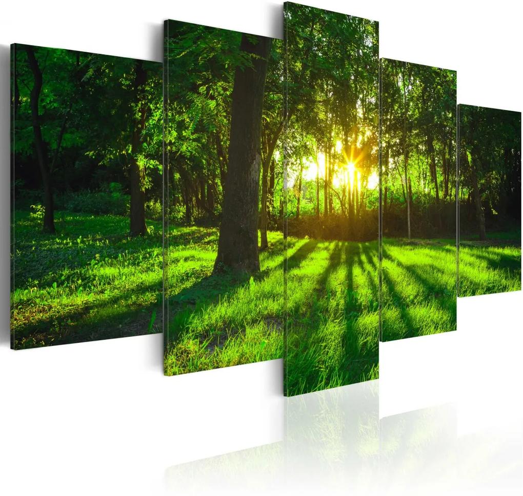Pětidílný obraz lesní ráno + háčky a hřebíčky ZDARMA Velikost (šířka x výška): 220x110 cm