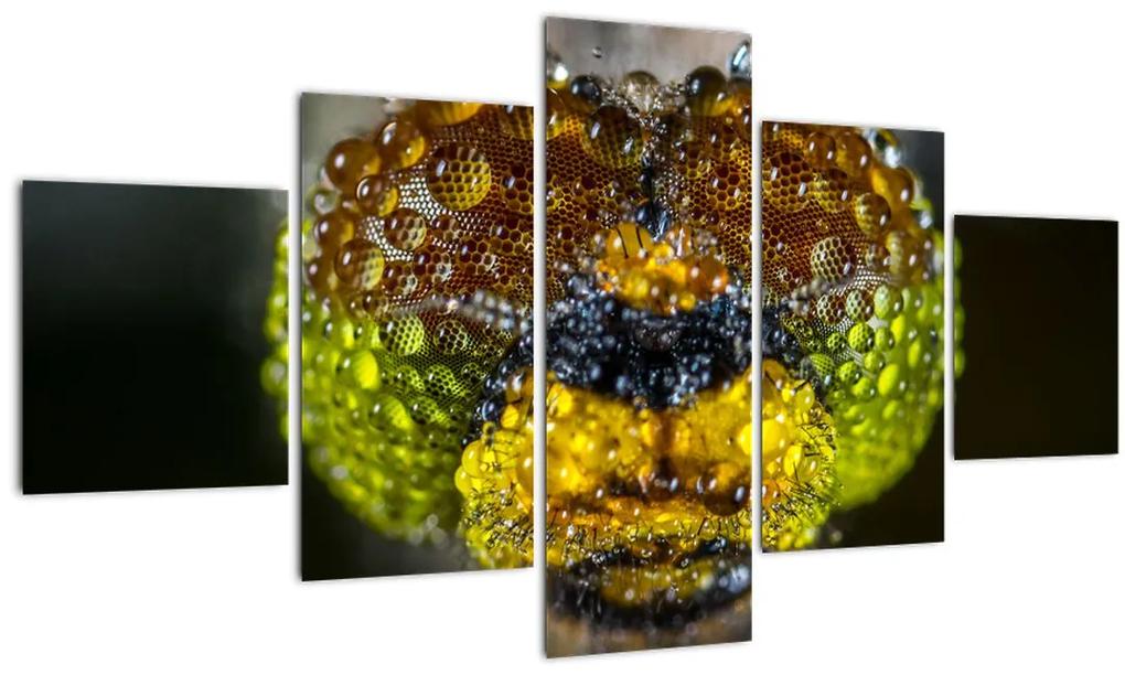 Detailní obraz očí hmyzu (125x70 cm)