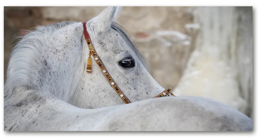 Wallmuralia Foto obraz akrylový Bílý arabský kůň 120x60 cm