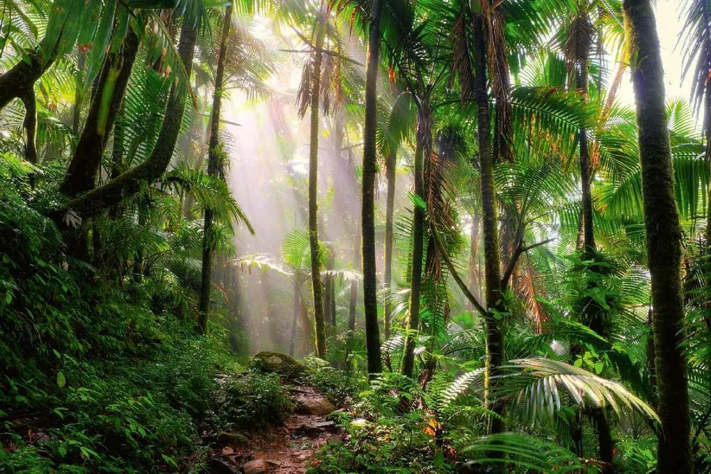 DIMEX | Samolepicí vliesová fototapeta na zeď Krásná cesta džunglí MA-5-1591 | 375 x 250 cm | zelená