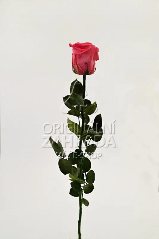 Stabilizovaná růže - tmavě růžová