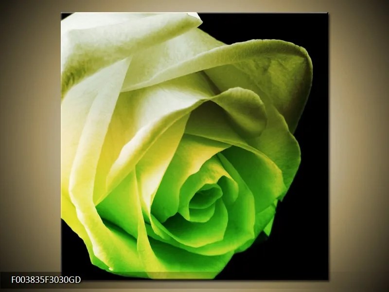 Obraz zelené růže  (), 40 dalších rozměrů