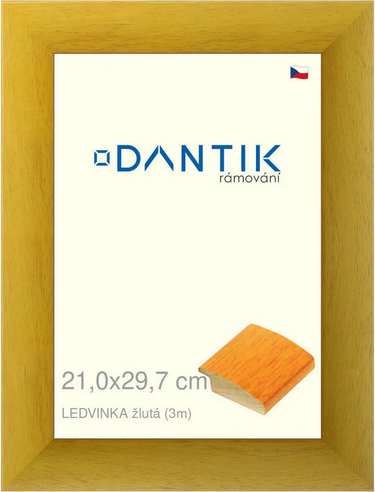 DANTIK rámeček 21x29,7 | LEDVINKA žlutá (Sklo Čiré)