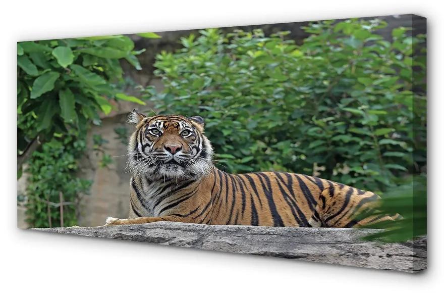 Obrazy na plátně Tiger Woods 140x70 cm