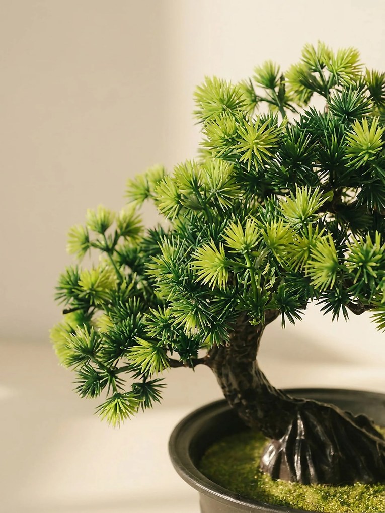 Sinsay - Dekorační rostlina bonsai v květináči - zelená
