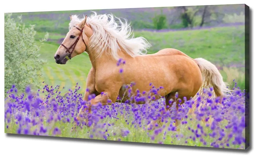 Wallmuralia Foto obraz na plátně Kůň na poli levandule 120x60 cm