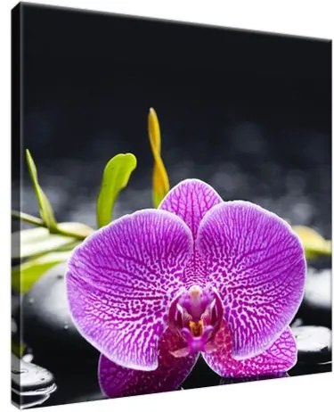 Tištěný obraz Orchidea 30x30cm 1159A_1AI