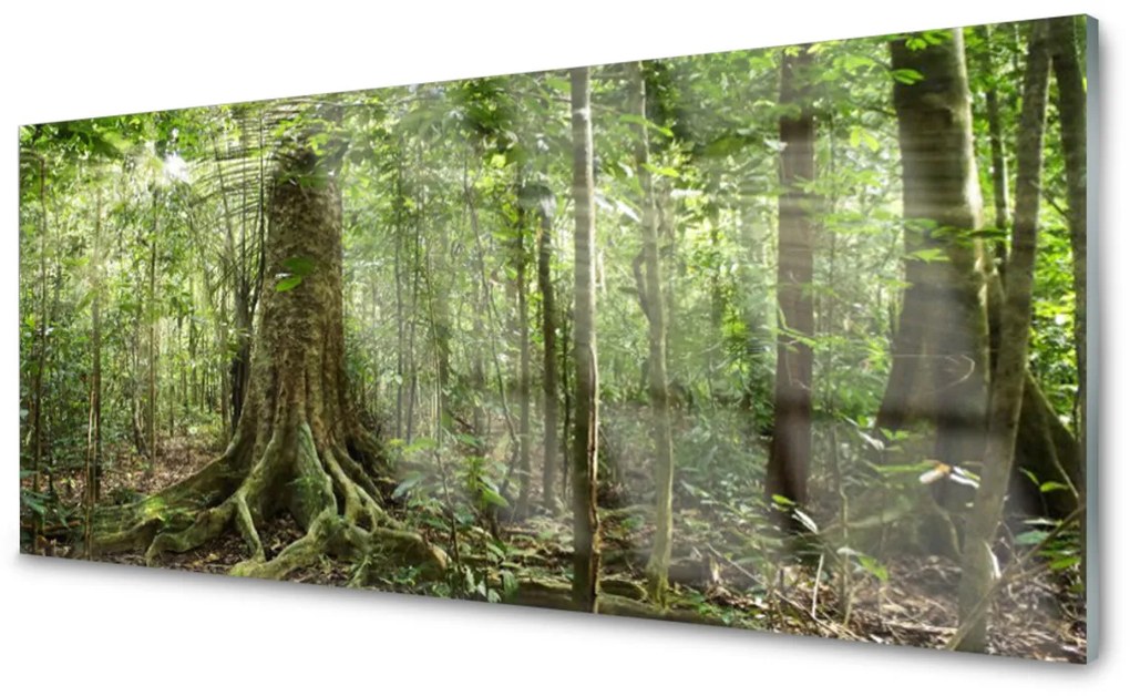 Skleněný obraz Les Příroda Džungle