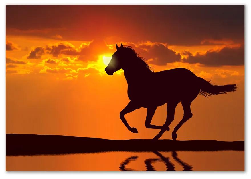 Wallmuralia Foto obraz sklo tvrzené Kůň západ slunce 100x70 cm