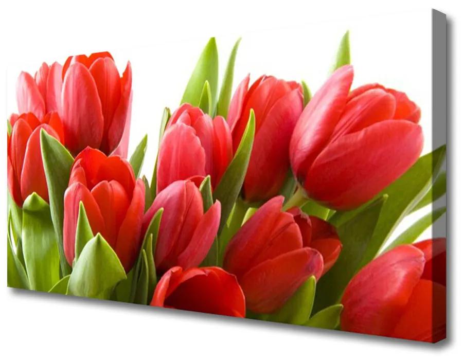 Obraz na plátně Tulipány Květiny Rostlina 100x50cm