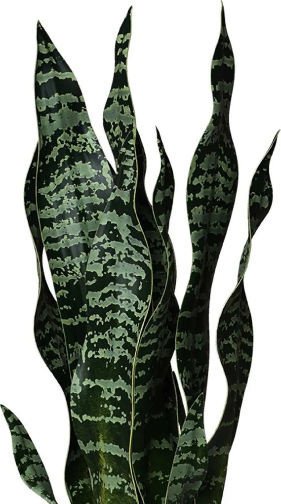Umělá rostlina SANSI, výška 65 cm, plast, zelená