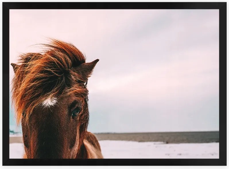 Darovanému koni se do zubů nedívá 50x70